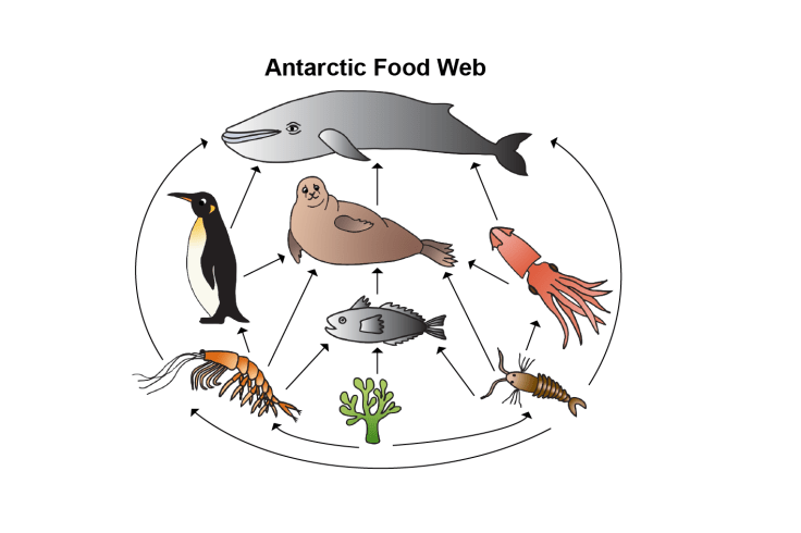Antarctic food web – Rebecca John