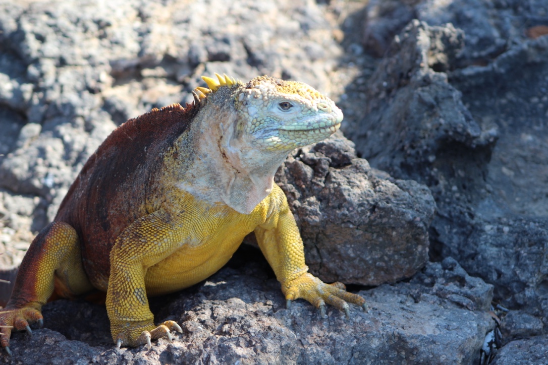Iguana Islands – Rebecca John